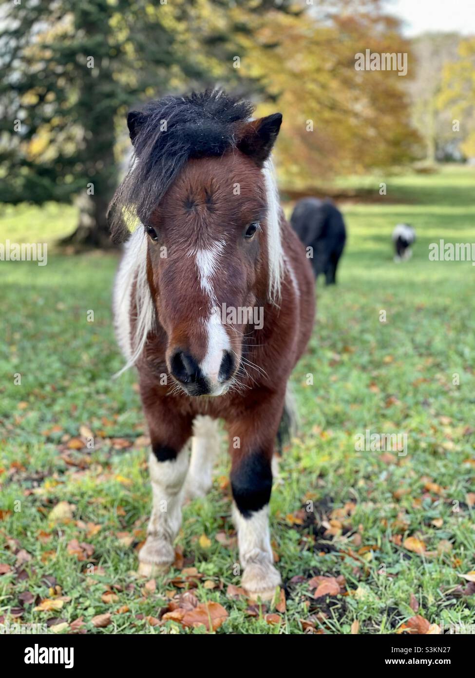 Season pony hi-res stock photography and images - Alamy