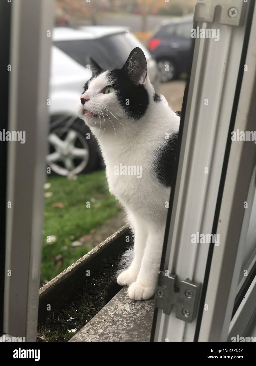 Watch cat hi-res stock photography and images - Alamy