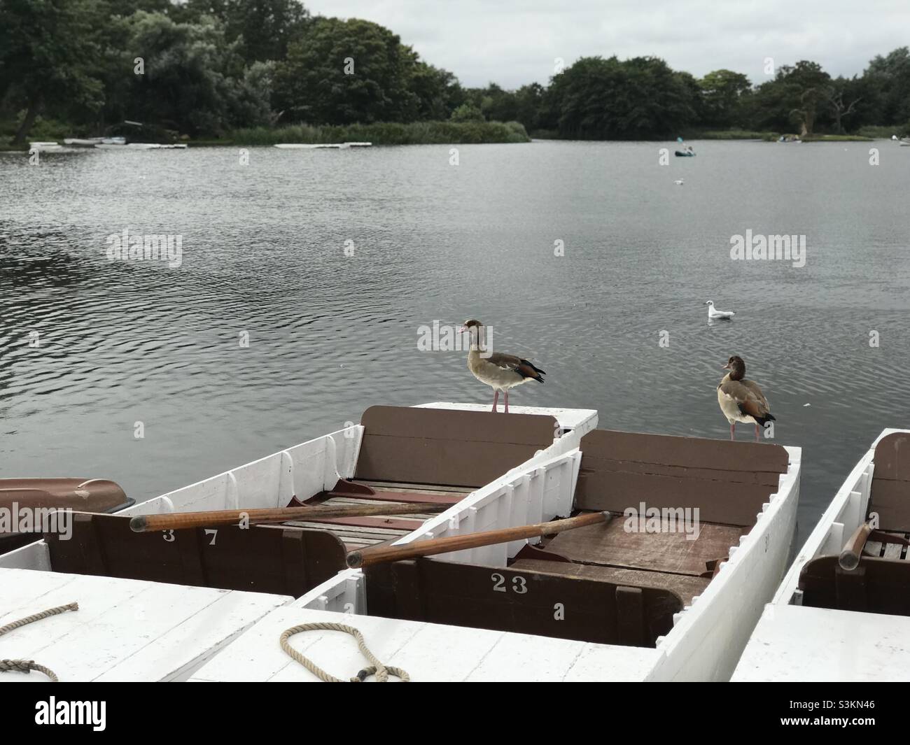 Ducks on boats Stock Photo - Alamy