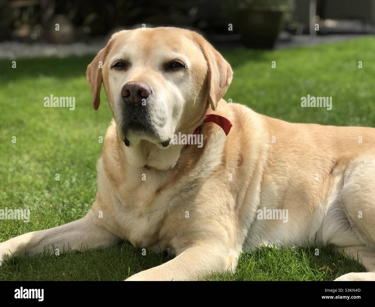 Golden labrador dog hi-res stock photography and images - Alamy