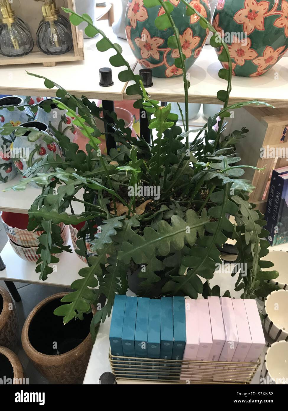 Fish Bone Cactus Stock Photo - Alamy