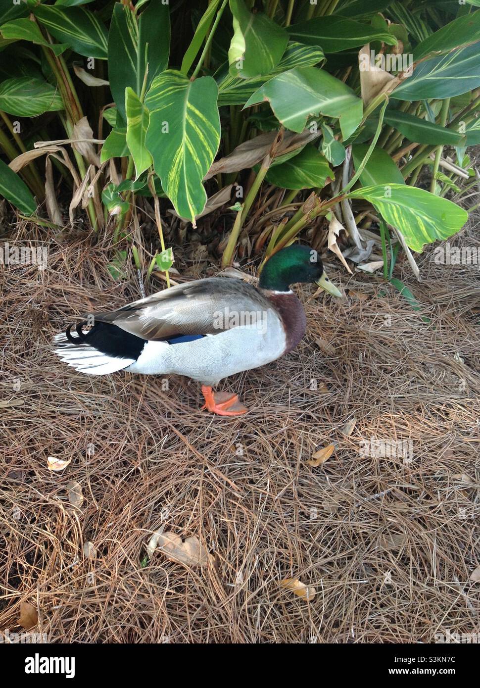 Posing duck hi-res stock photography and images - Alamy