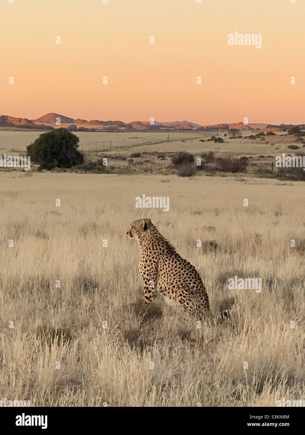 Cheetah And Sunset High Resolution Stock Photography and Images - Alamy
