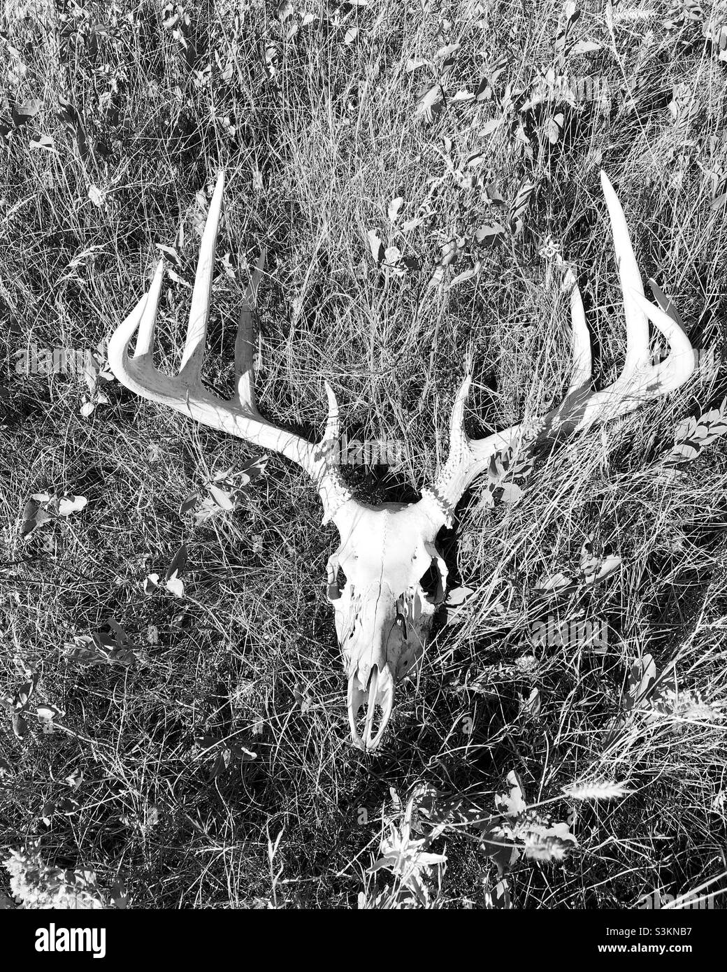 Pick a bone hi-res stock photography and images - Alamy