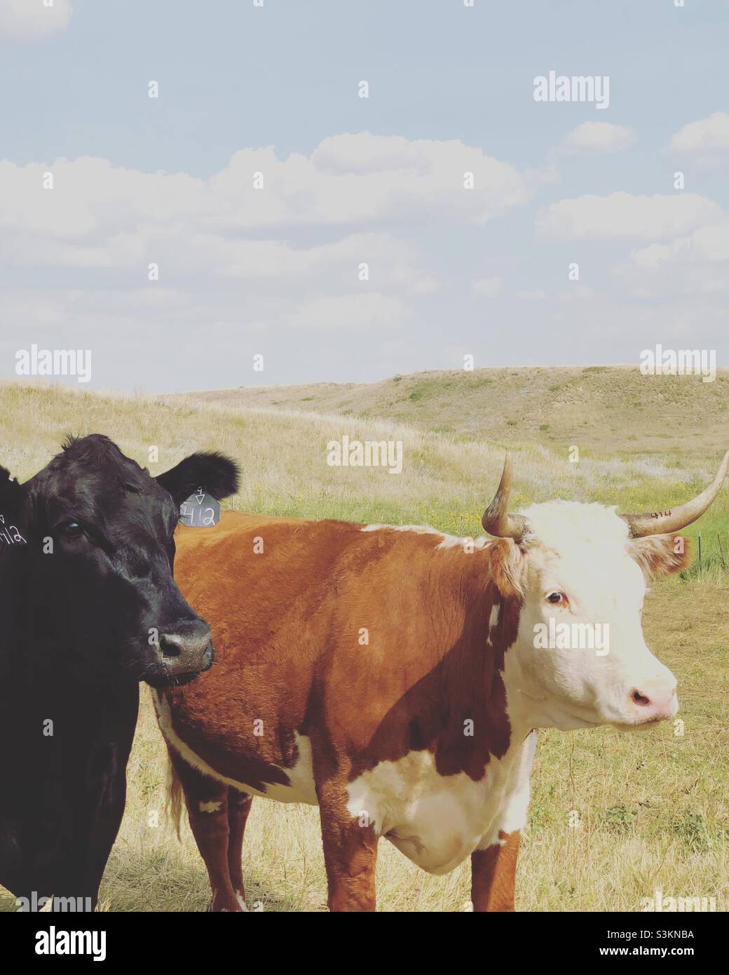 Cow friends hi-res stock photography and images - Alamy