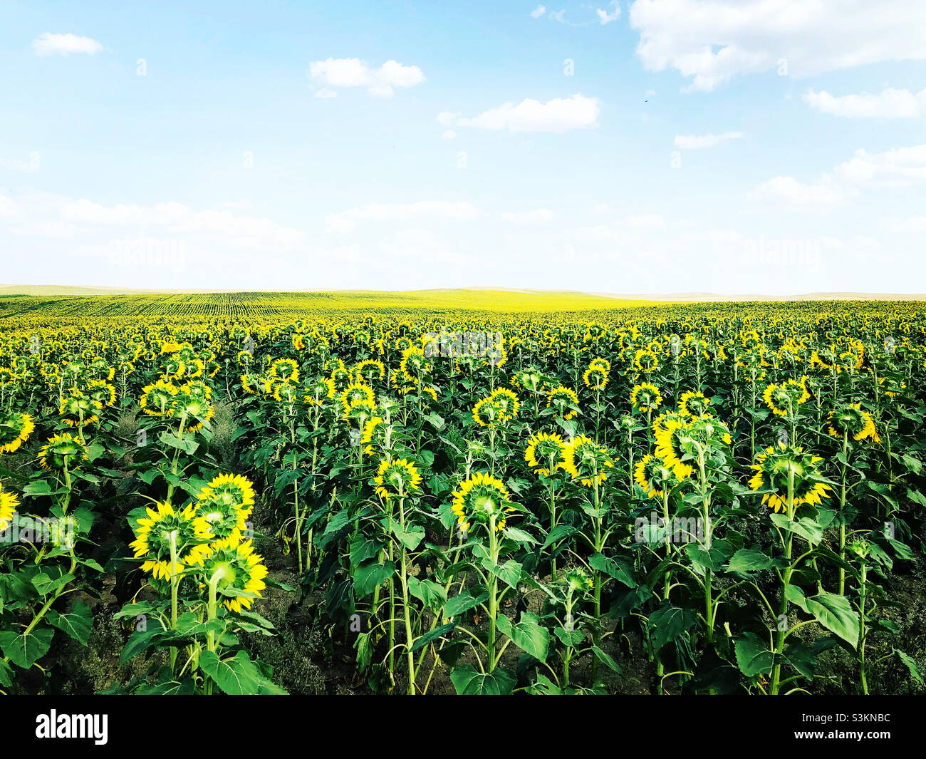 With no flowers hi-res stock photography and images - Alamy