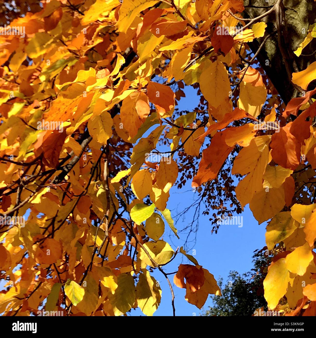 Leaves drift hi-res stock photography and images - Alamy