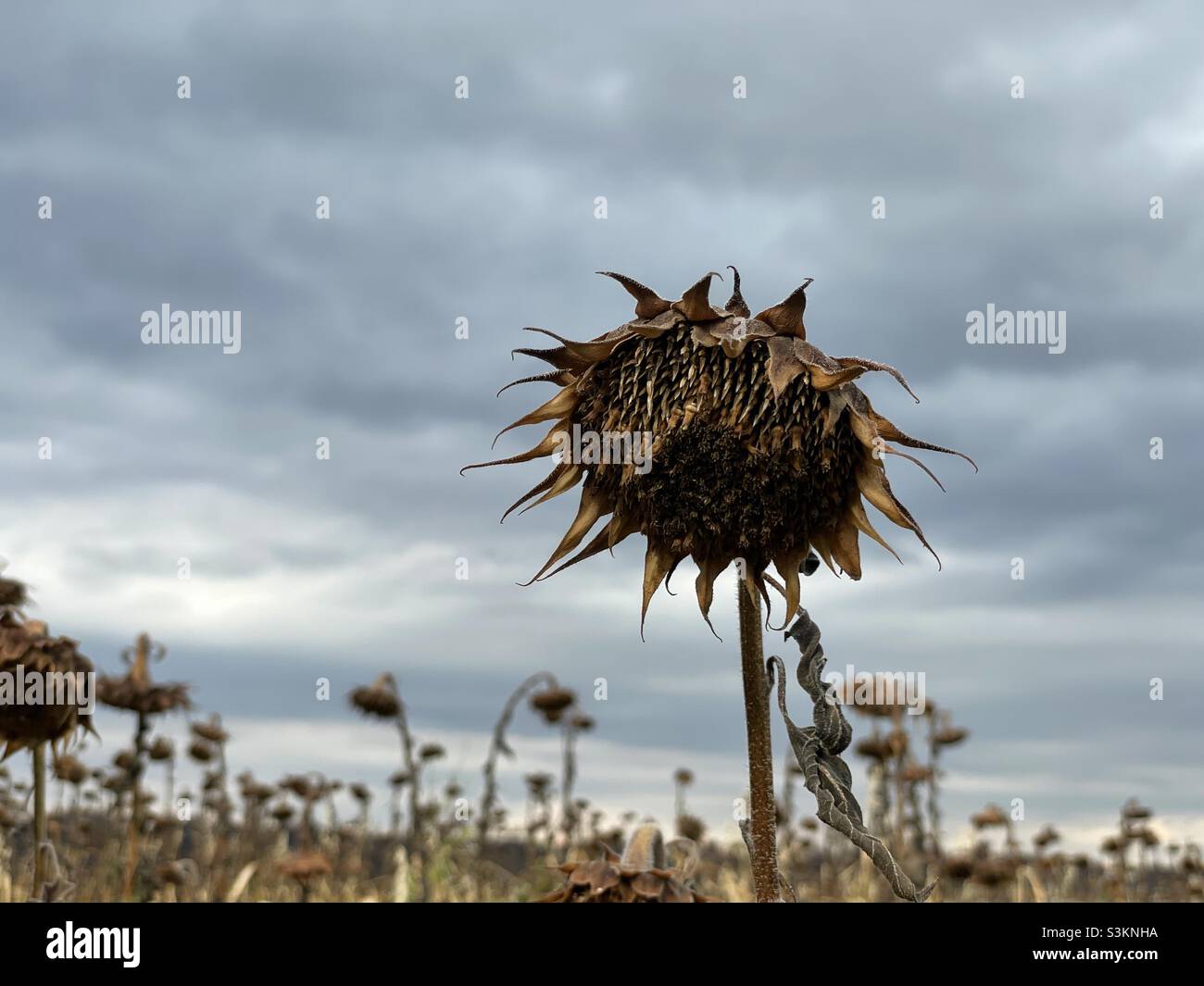 Dead sunflower hi-res stock photography and images - Alamy