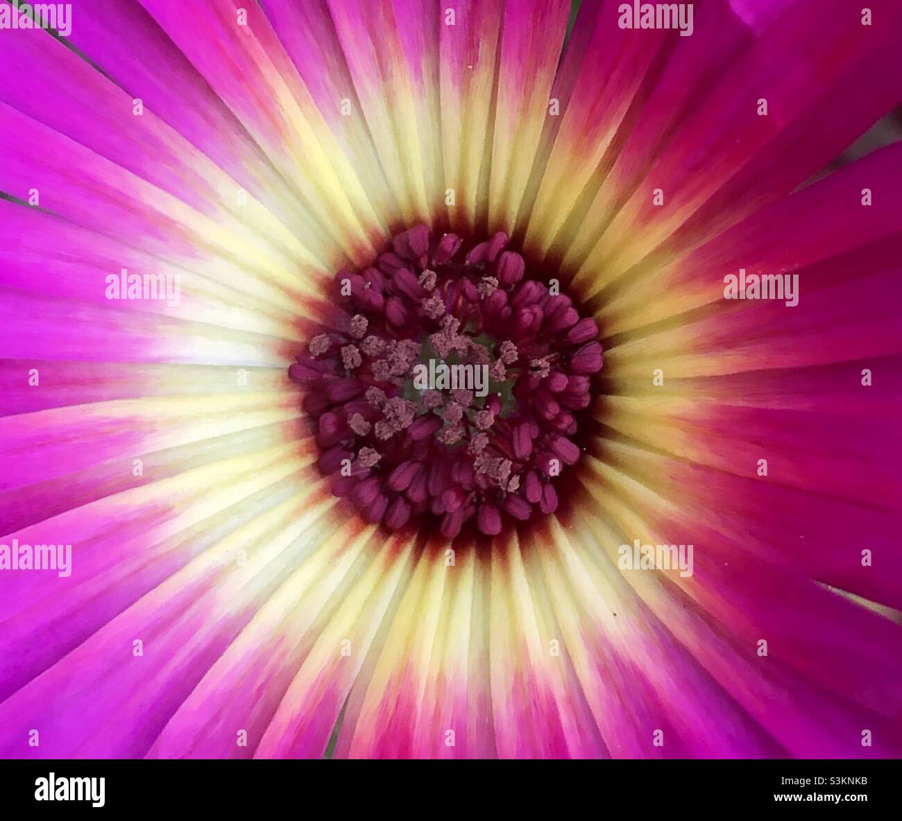 Centre of a flower Stock Photo - Alamy