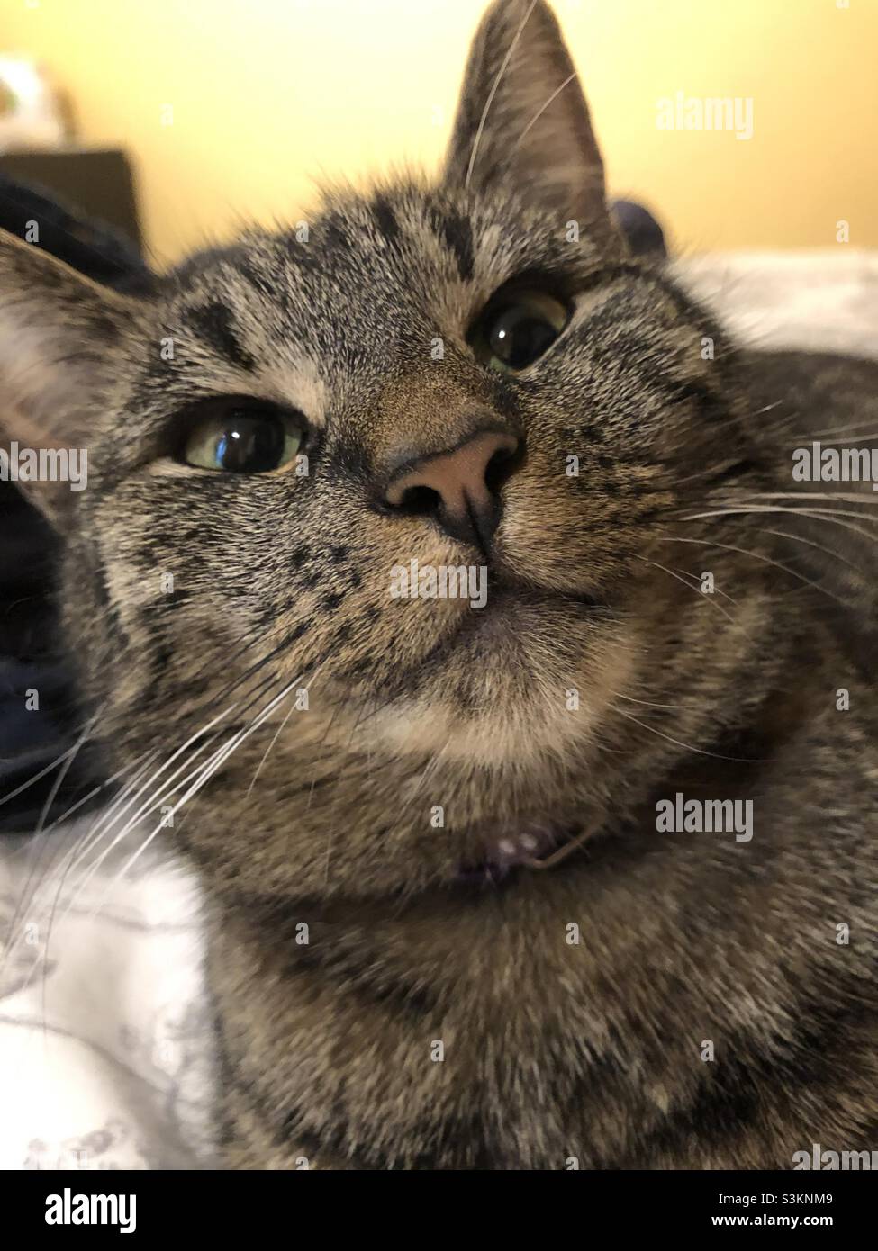 Tabby cat looking into camera hi-res stock photography and images - Alamy
