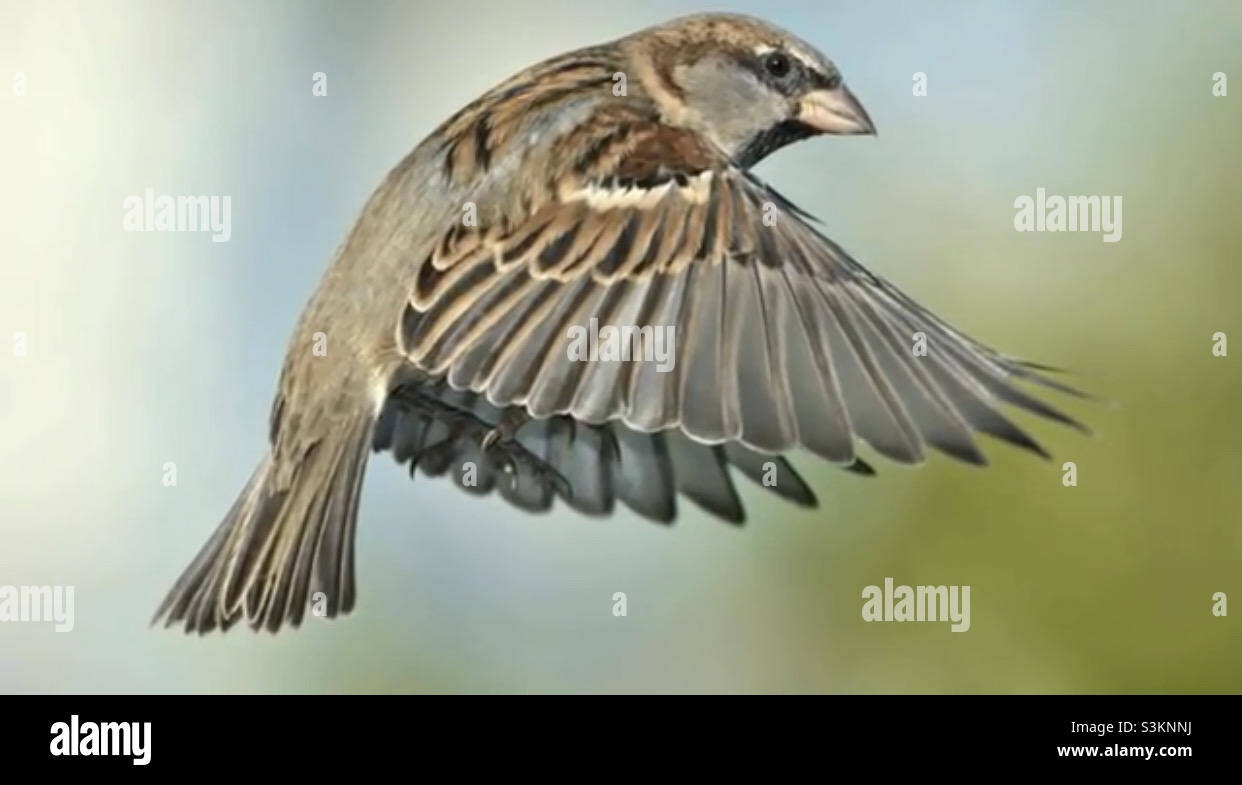 Nice sparrow hi-res stock photography and images - Alamy