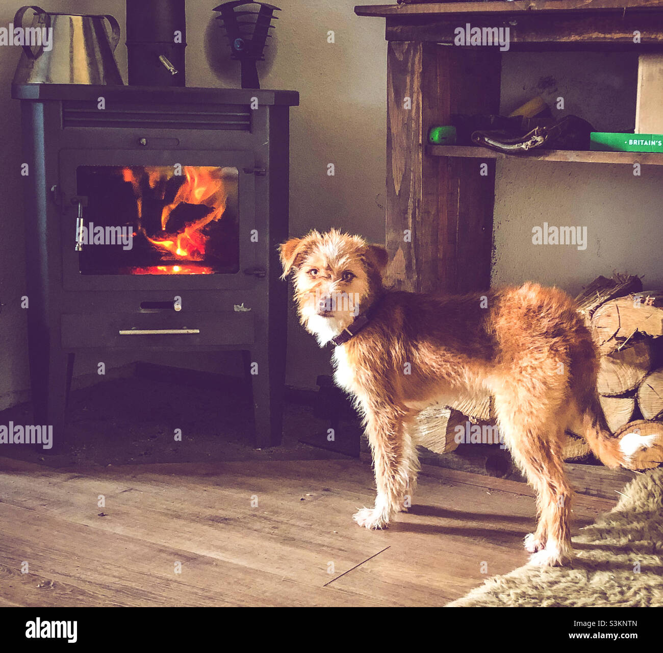 A young terrier dog warms herself in front of the fire after a bath ...