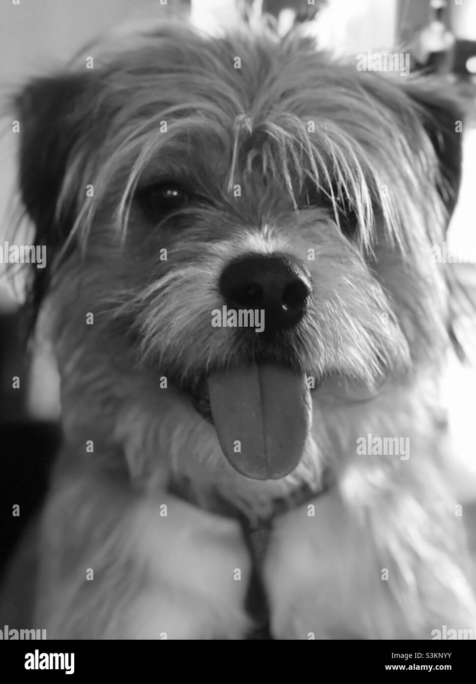 Grey friend hi-res stock photography and images - Alamy