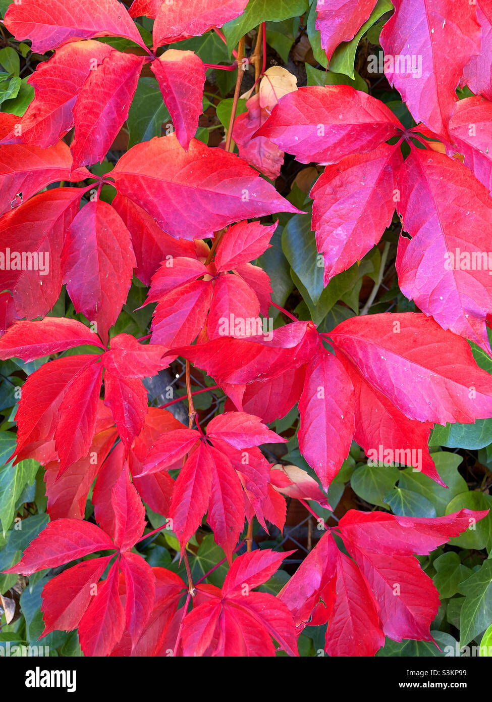 Red Autumn leaves Stock Photo - Alamy
