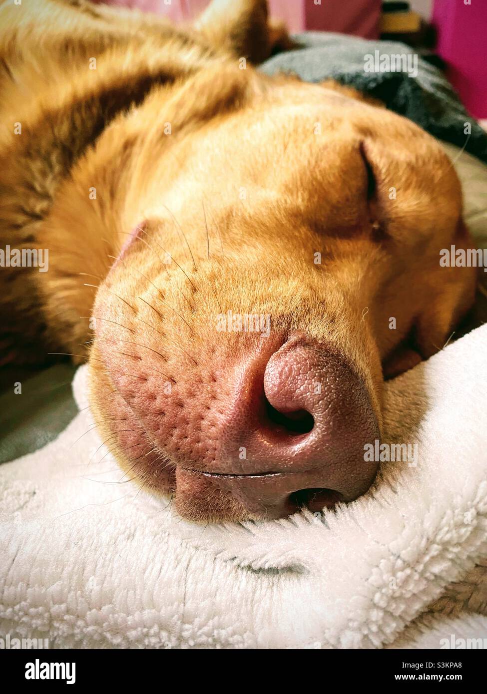 Boop hi-res stock photography and images - Alamy