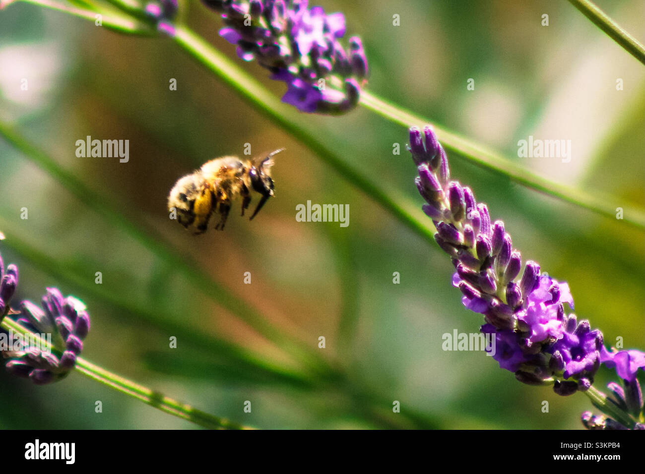 A bee in flight, heading towards a lavender plant Stock Photo - Alamy