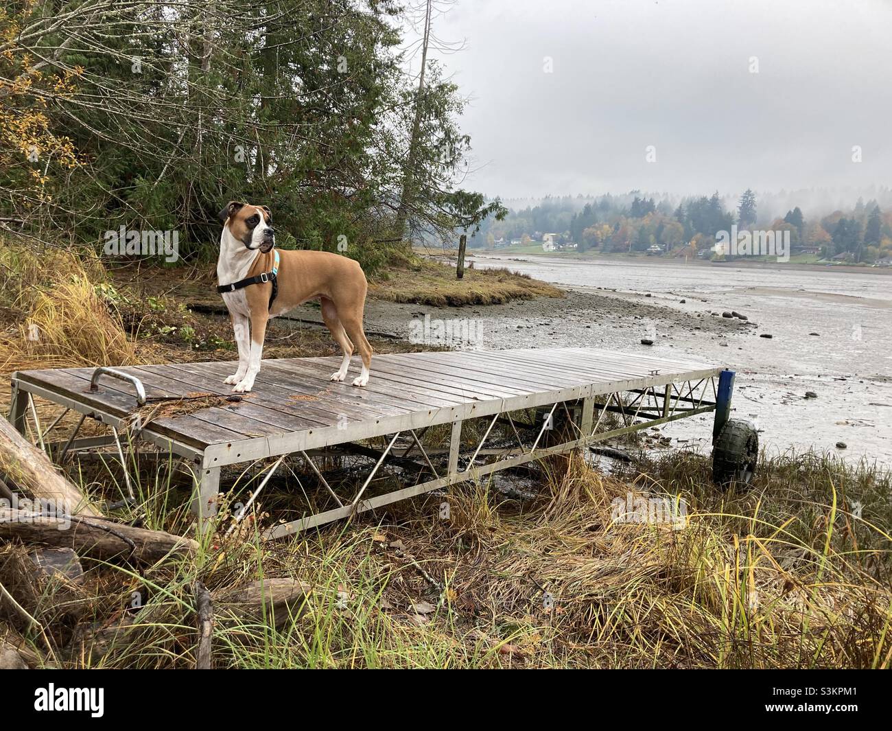 Boxer dog becomes part of a beautiful landscape scene in Gig Harbor, Wa ...