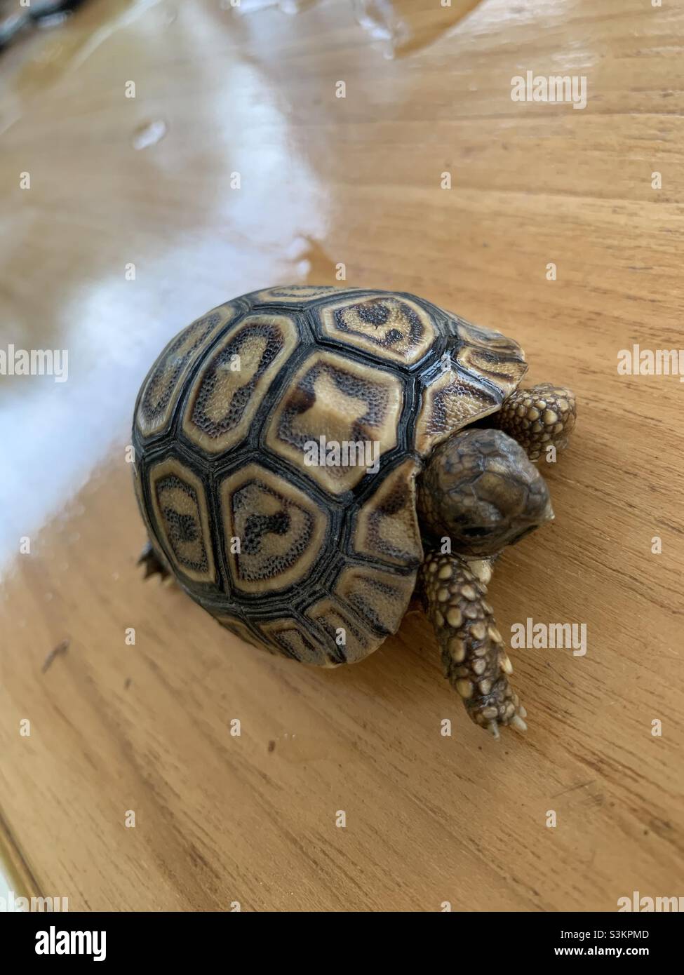 African turtle hi-res stock photography and images - Alamy