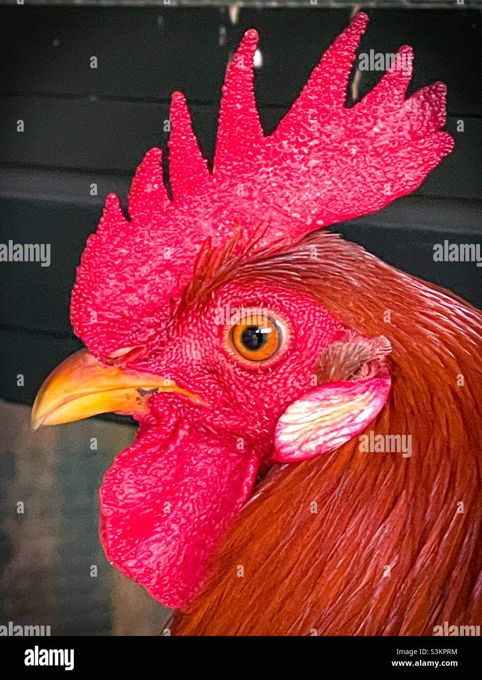 Red rooster hi-res stock photography and images - Alamy