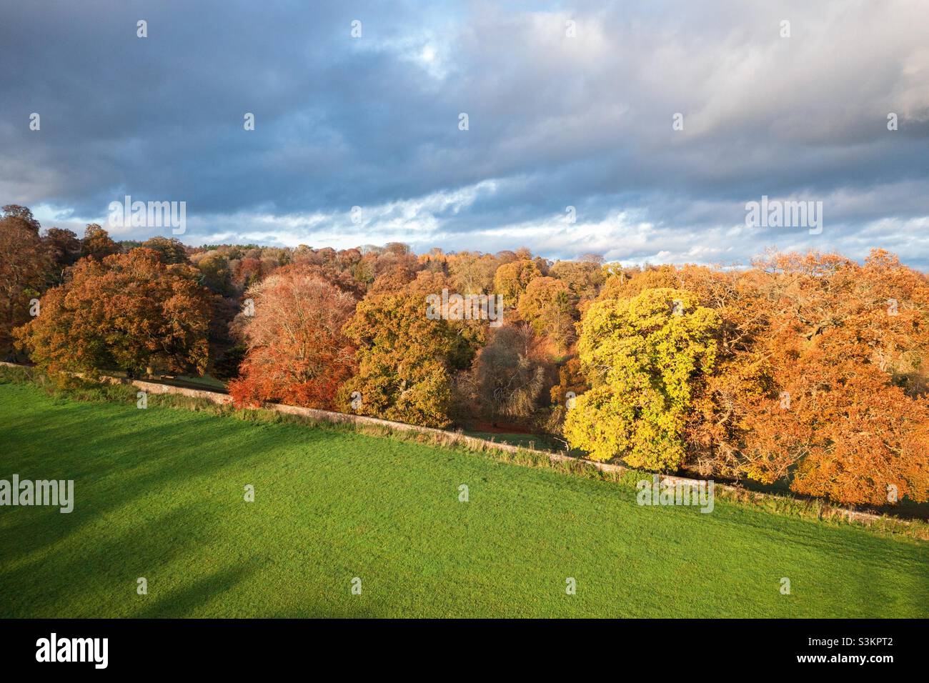 Line of trees Stock Photo - Alamy
