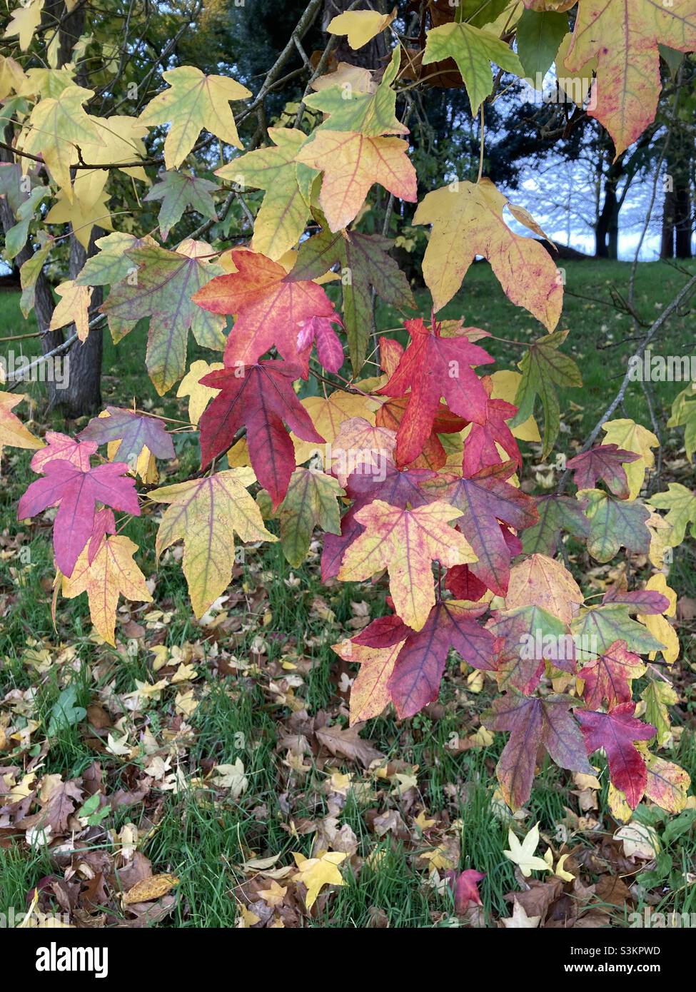 Colourful autumn leaves Stock Photo - Alamy