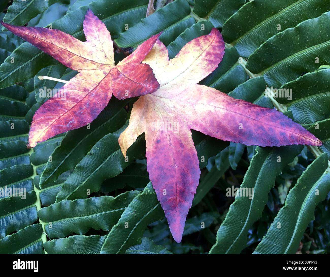 Red and yellow and pink and green hi-res stock photography and images ...