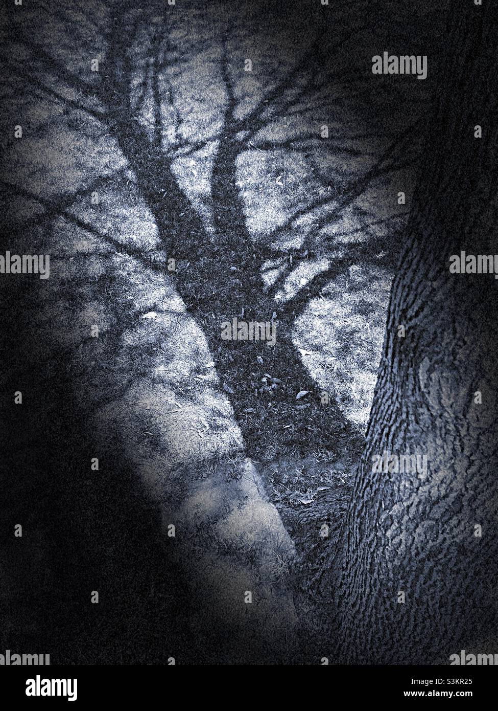 A cyan-toned spotlighted image of a Maple tree and its’ shadow in Utah ...