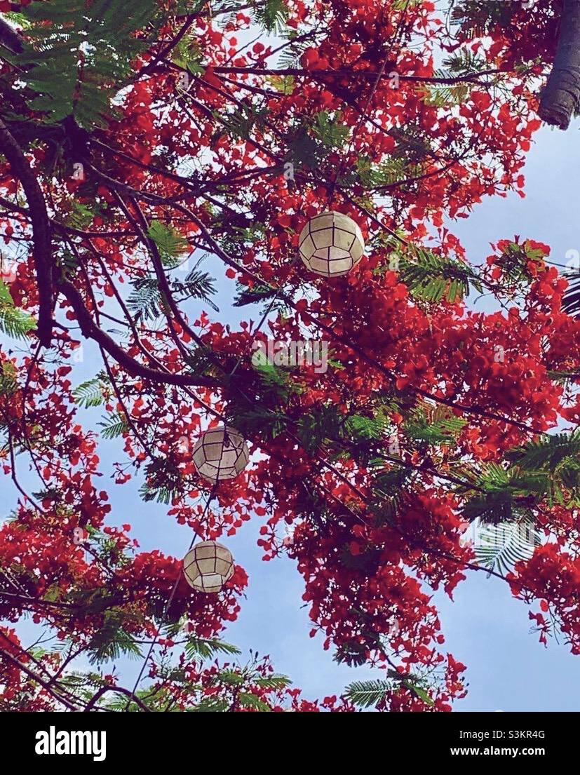 Flowers in the philippines hi-res stock photography and images - Alamy