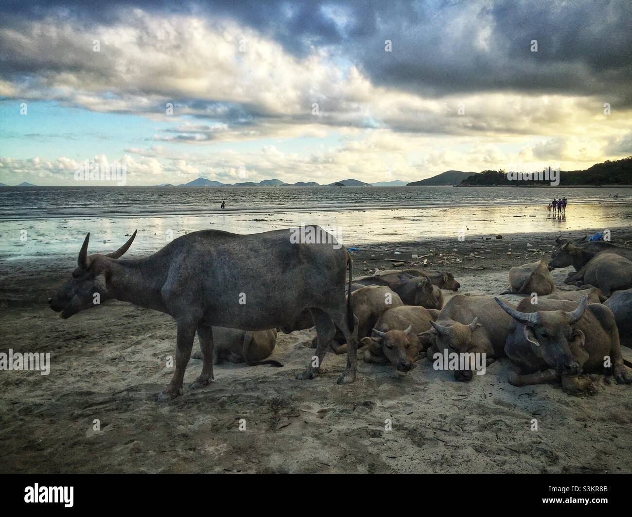 Wild buffalo gather on the beach for the night on Pui O Beach, Lantau ...
