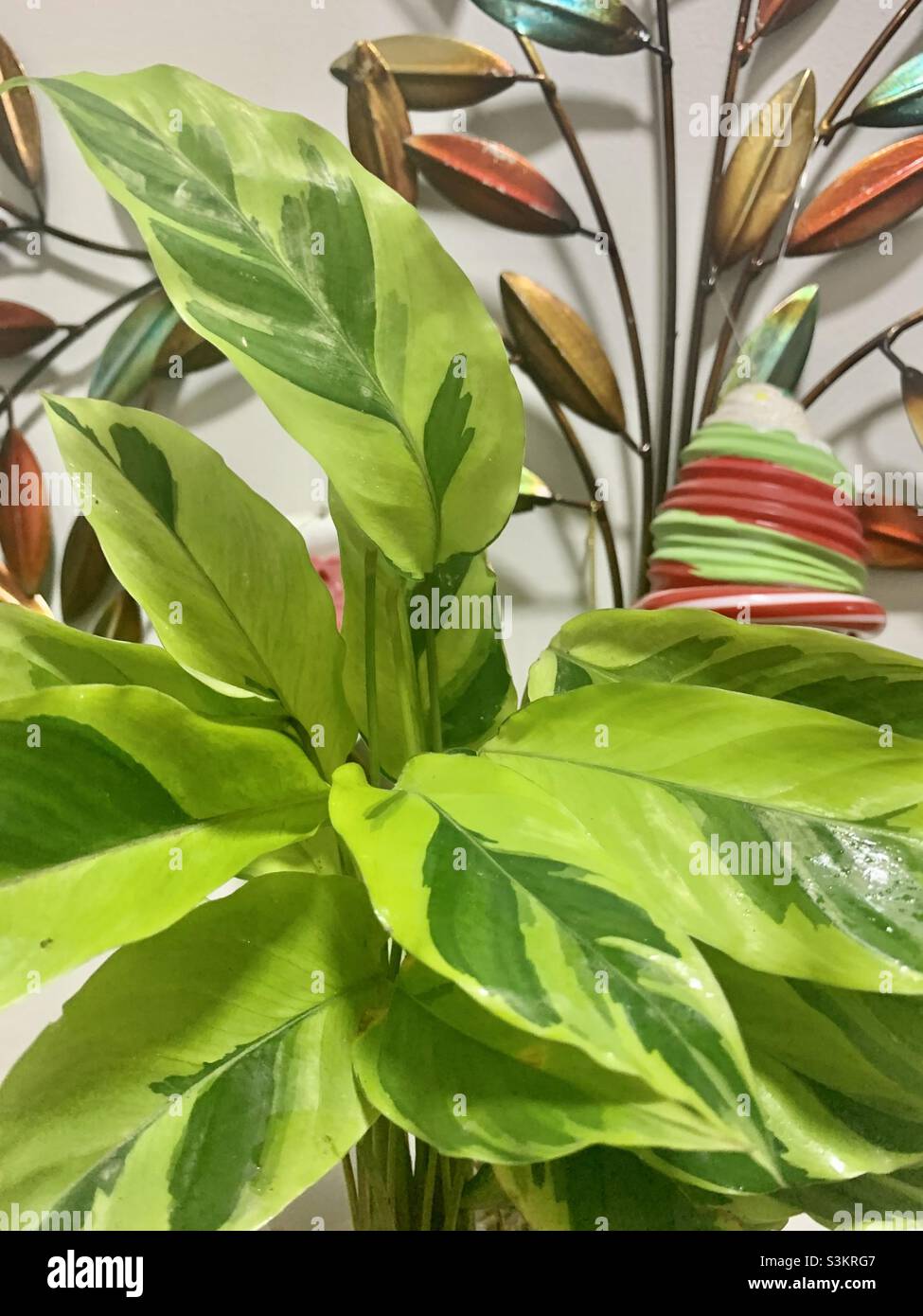 Calathea plant hi-res stock photography and images - Alamy