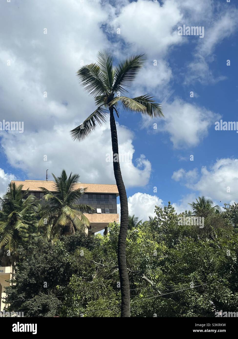 Single coconut tree hi-res stock photography and images - Alamy