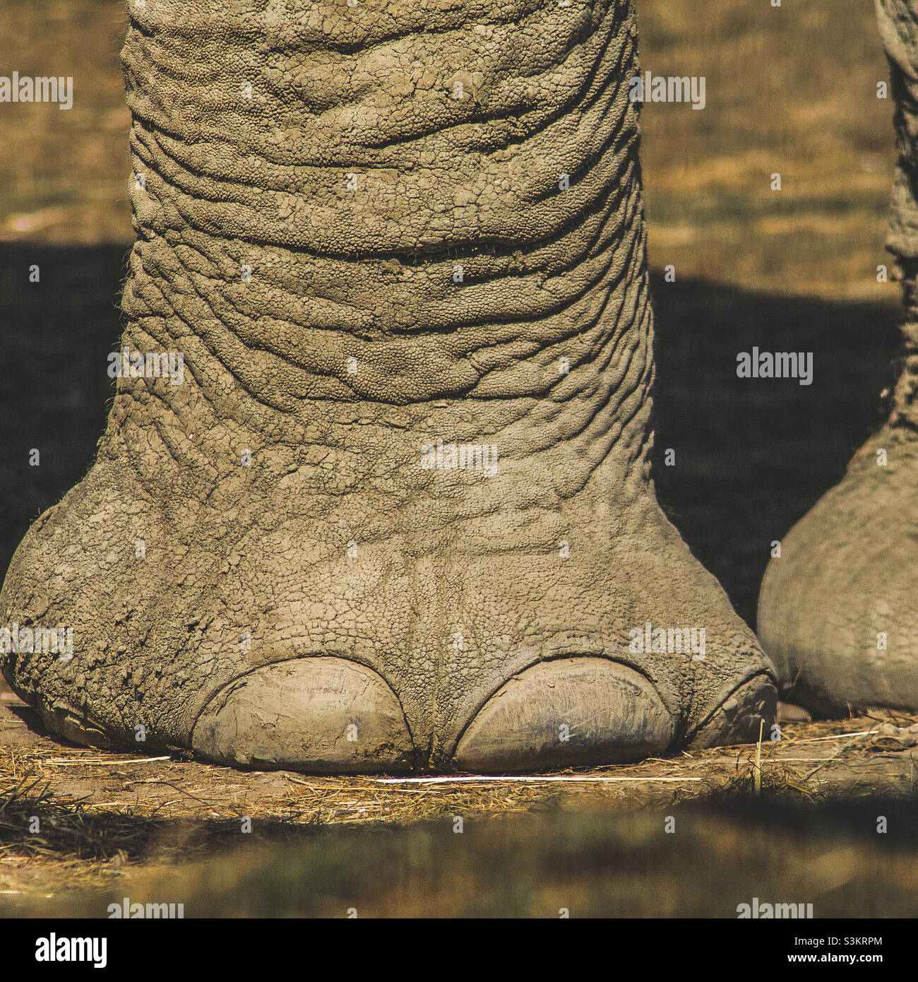 Safari by foot hi-res stock photography and images - Alamy