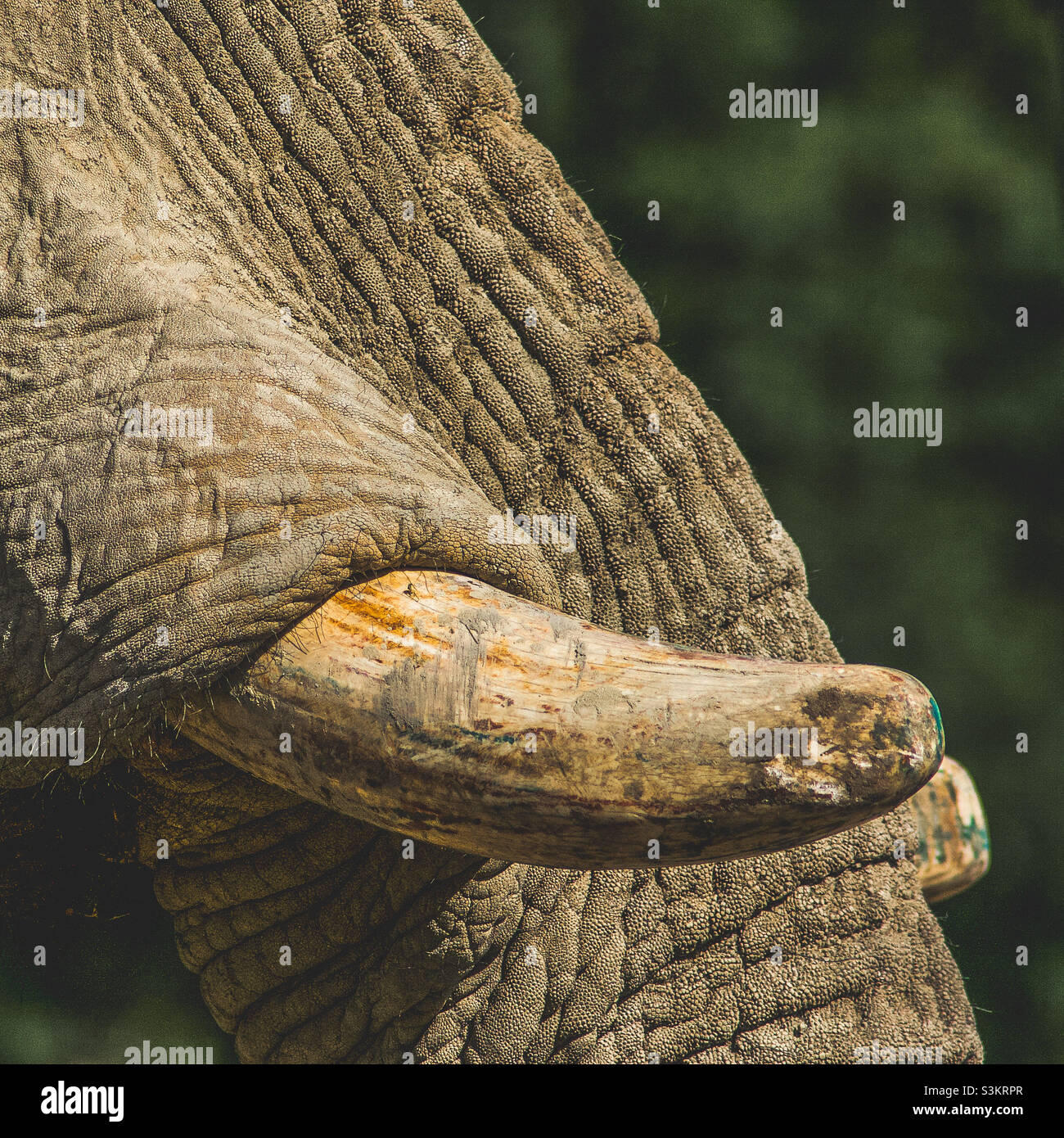 Scarred animals hi-res stock photography and images - Alamy