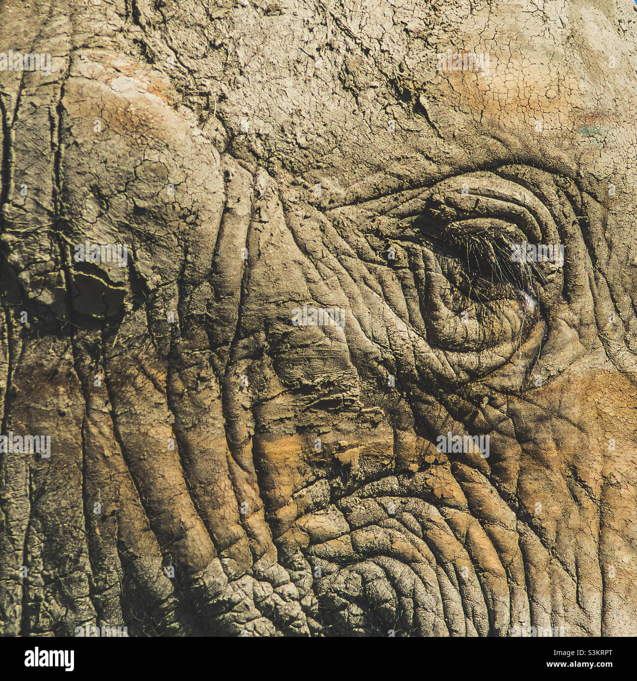 Close up elephants eye face hi-res stock photography and images - Alamy