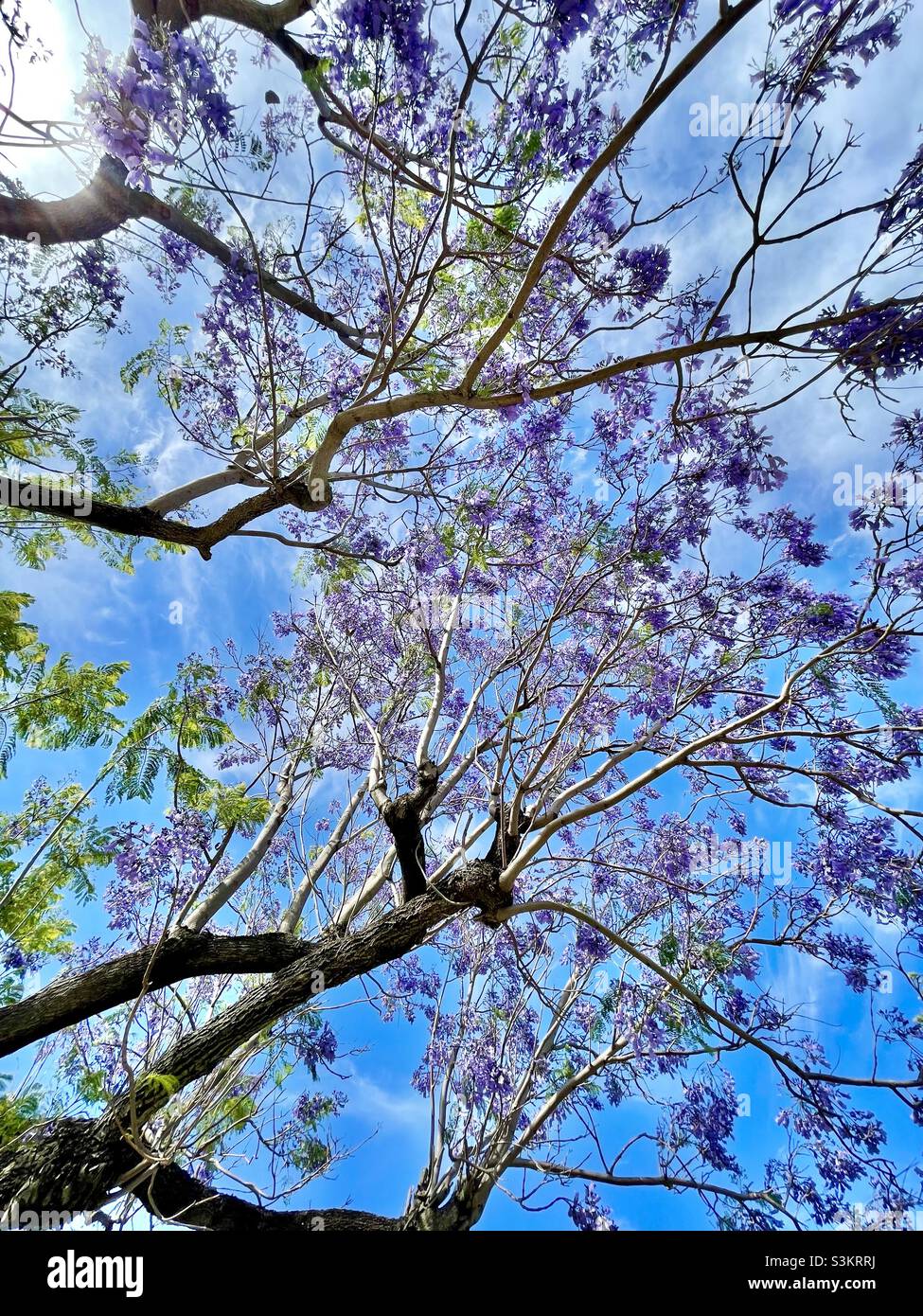 Jacaranda flowering tree hi-res stock photography and images - Alamy