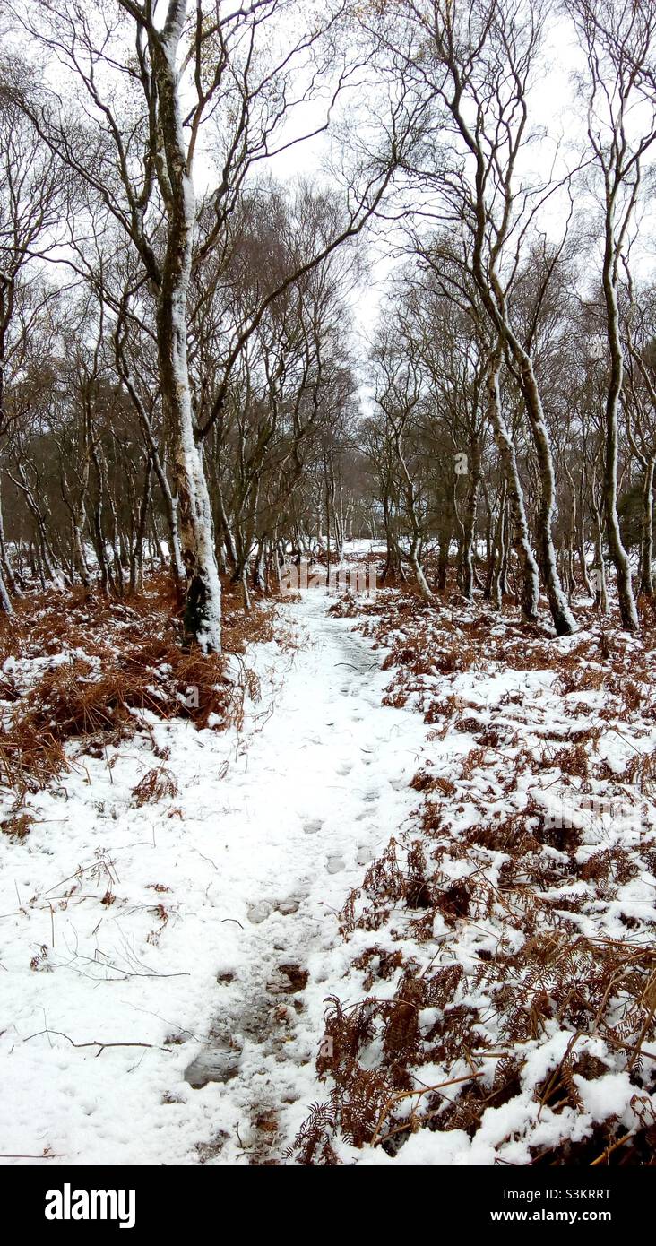 Cannock chase forest hi-res stock photography and images - Alamy