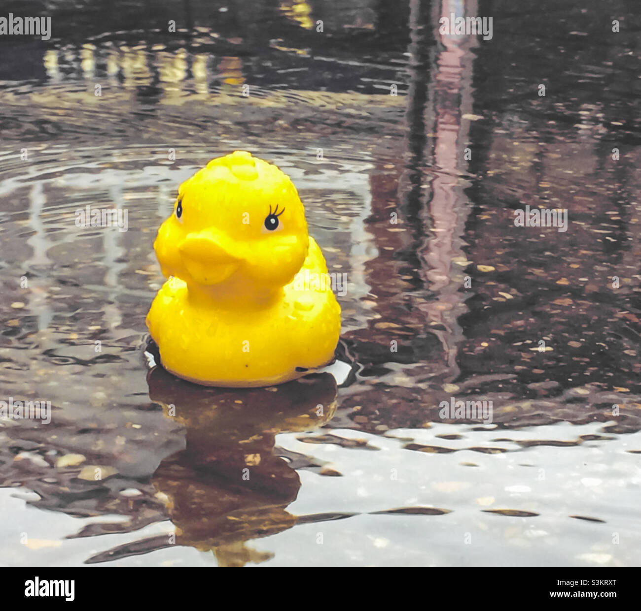 A plastic, yellow duck sits in a puddle on the street Stock Photo - Alamy