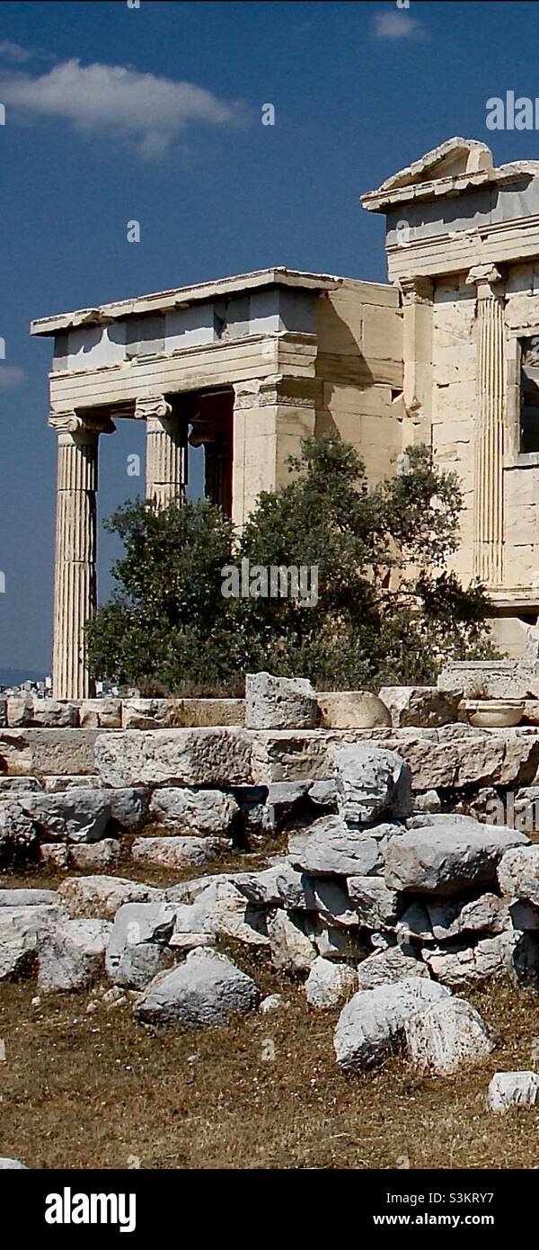 The ancient, historic olive tree near the Erechtheion on the Acropolis ...