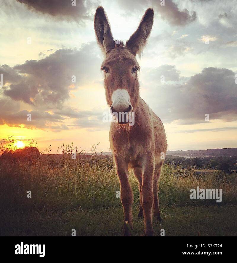 Good donkey hi-res stock photography and images - Alamy