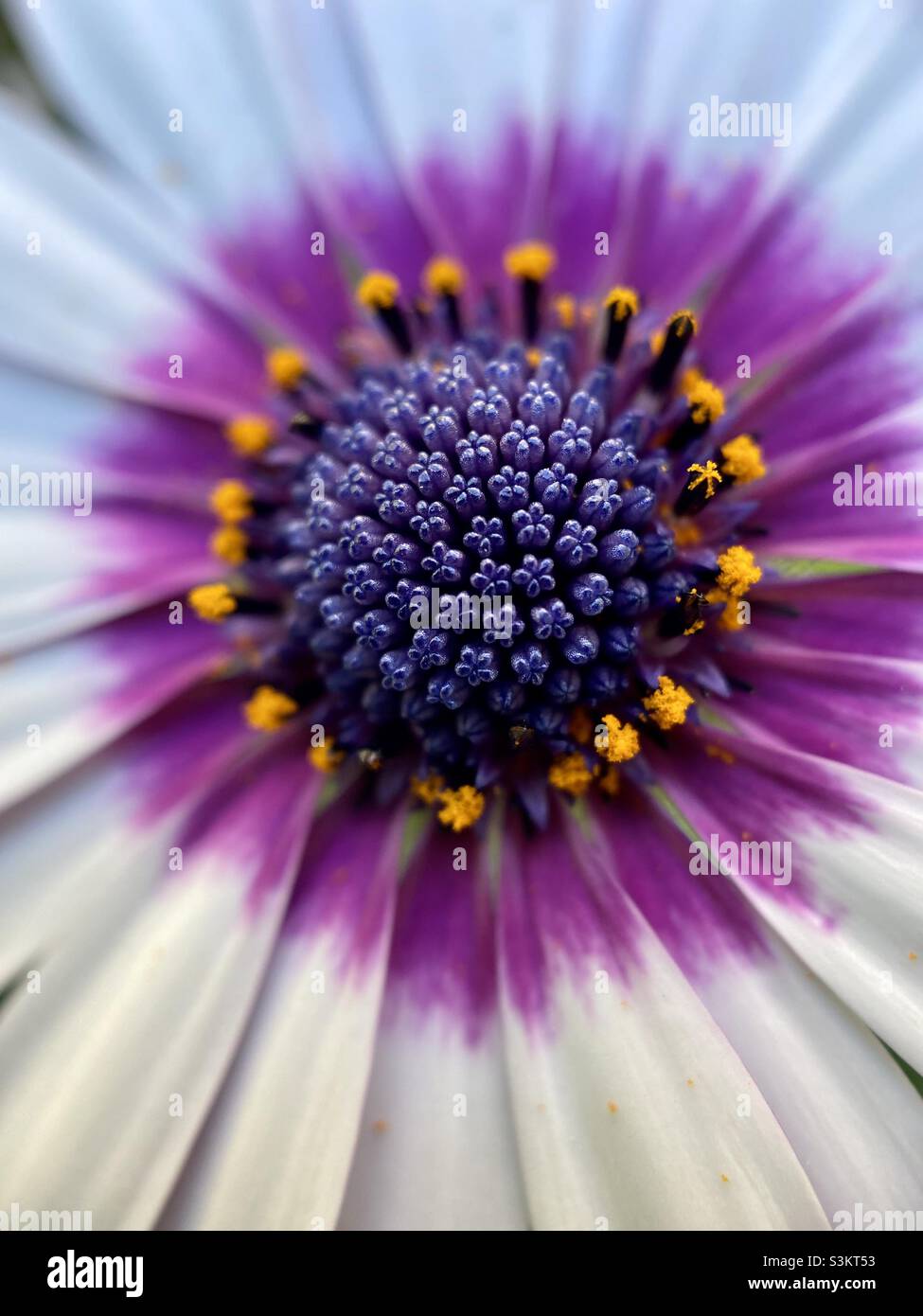 Abstract flower center detail hi-res stock photography and images - Alamy