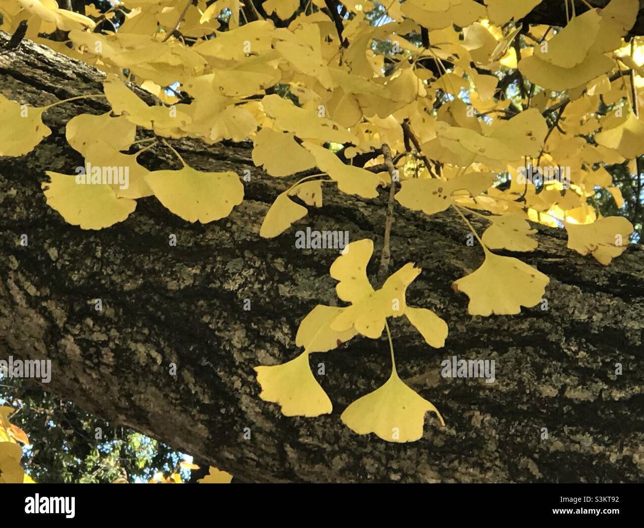 The ginkgo tree hi-res stock photography and images - Alamy