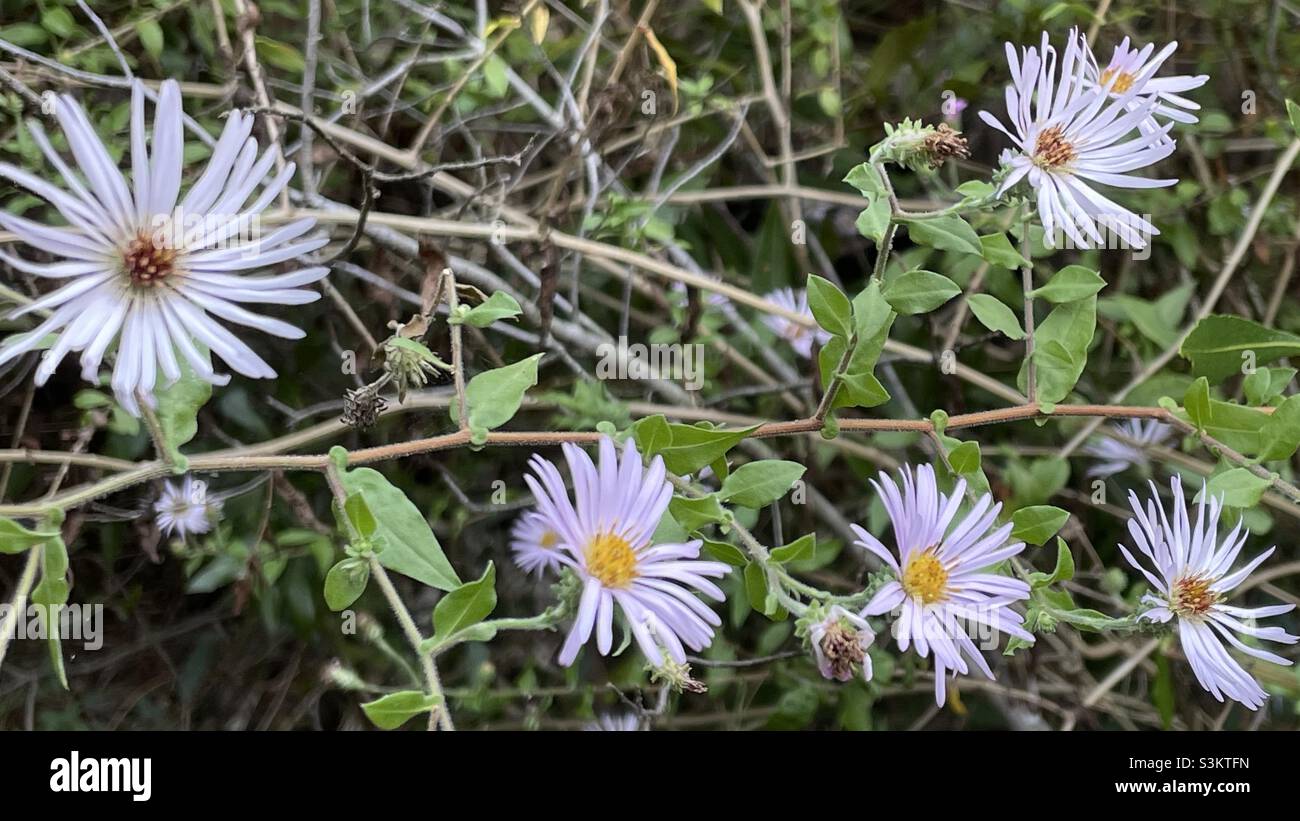Climbing aster hi-res stock photography and images - Alamy