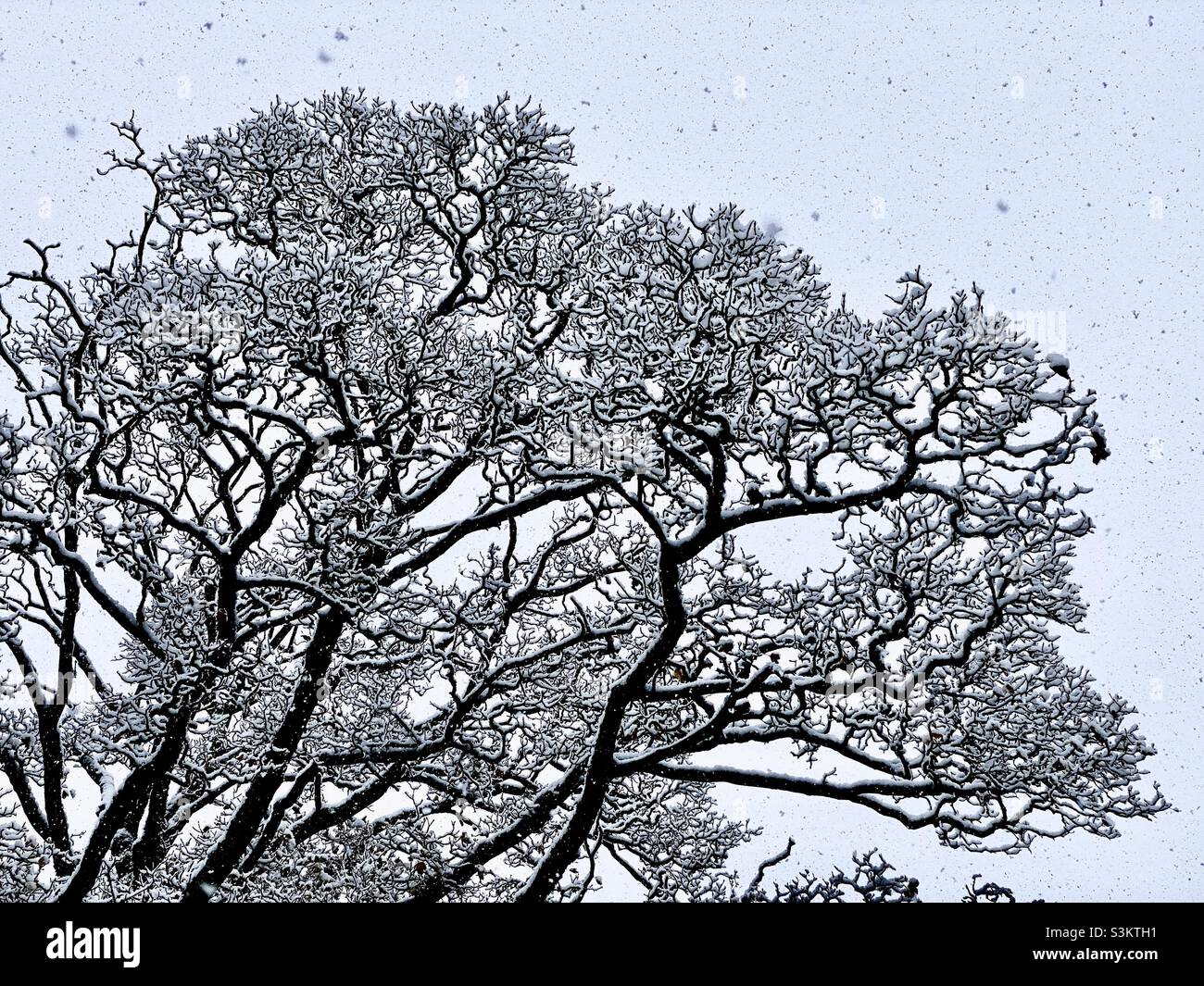 Unusual tree shapes hi-res stock photography and images - Alamy