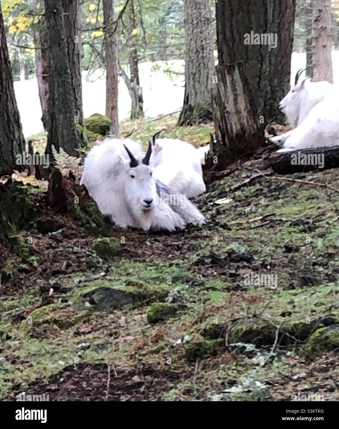 Beautiful white goats at a wildlife preserve in Washington State, USA ...