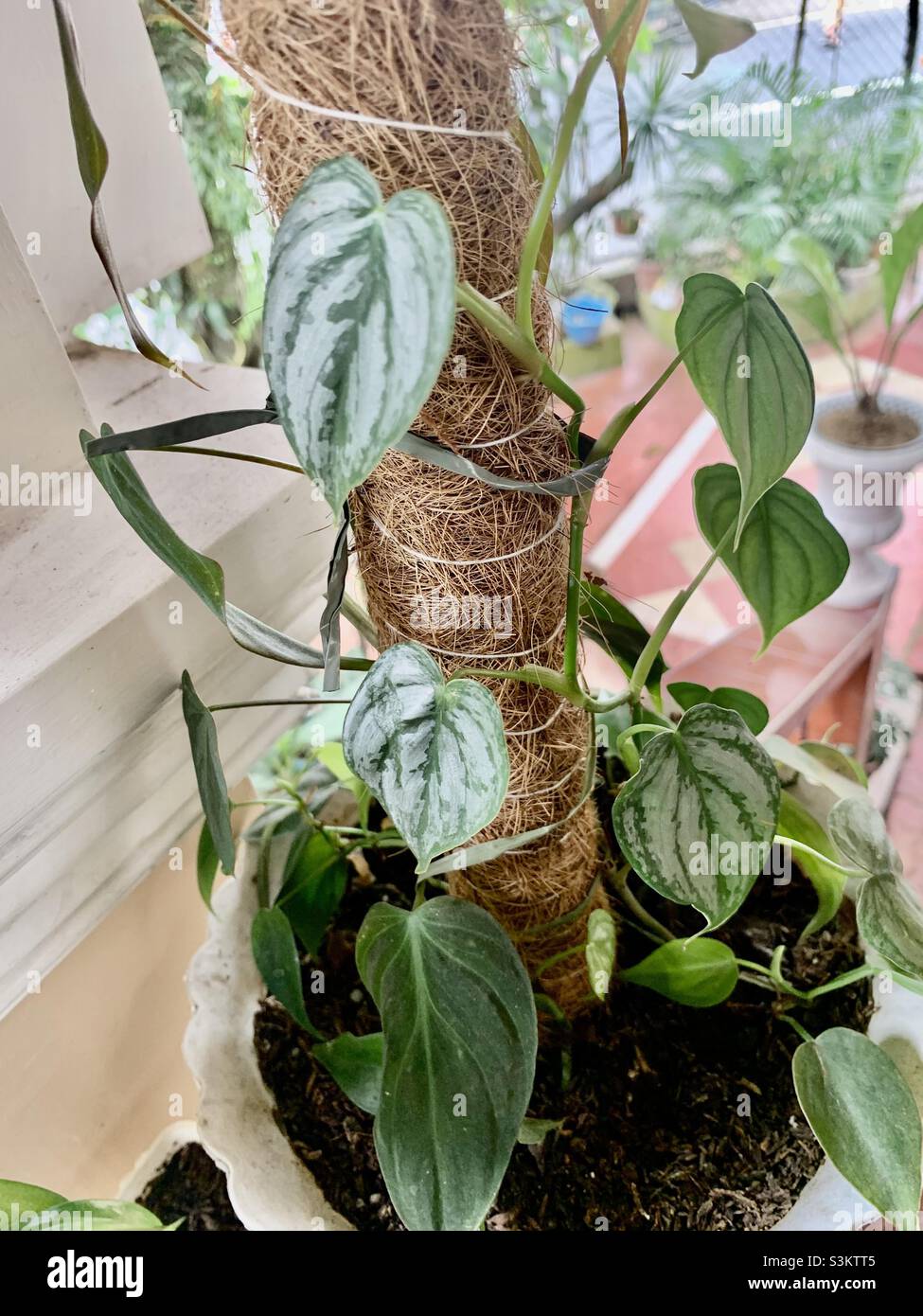 Brandtianum hi-res stock photography and images - Alamy