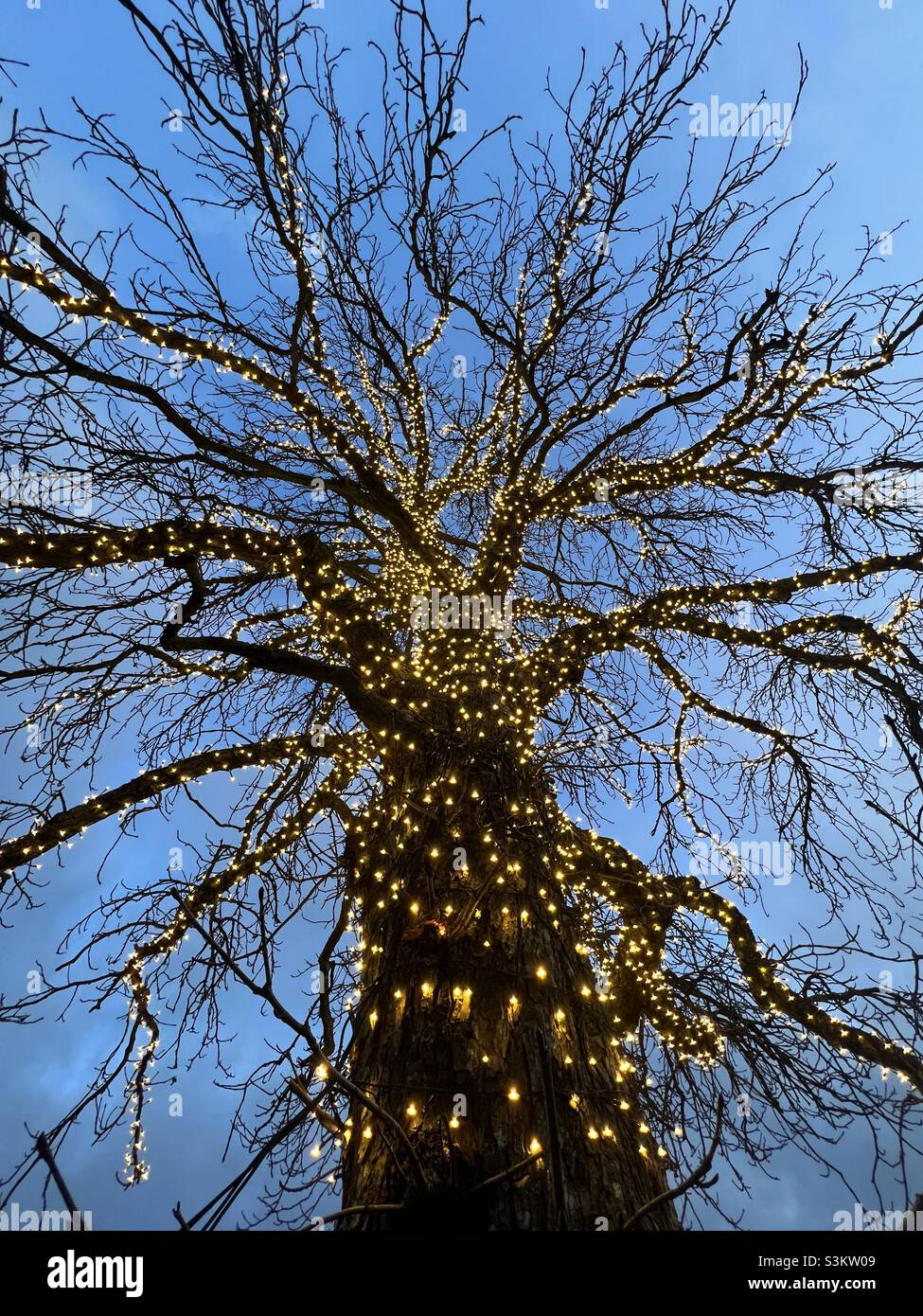 Dressed as tree hi-res stock photography and images - Alamy