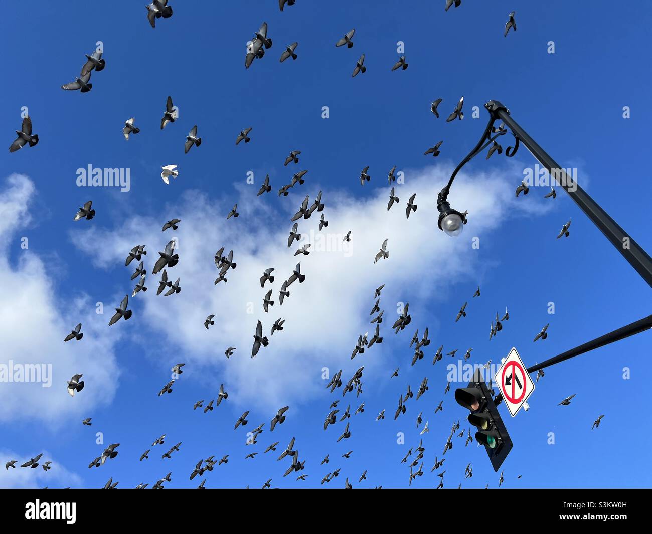 Bird traffic light hi-res stock photography and images - Alamy
