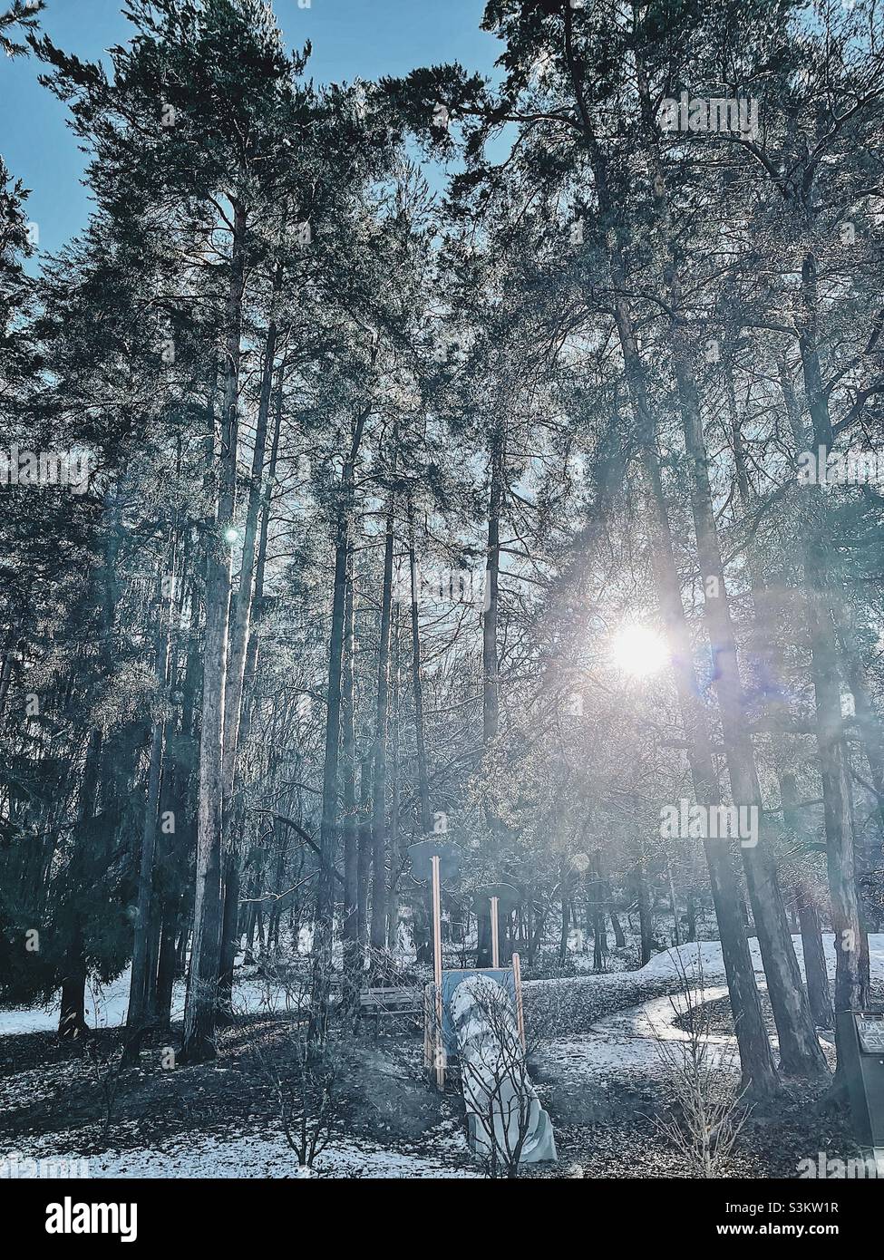 Late autumn sunshine between the trees Stock Photo - Alamy