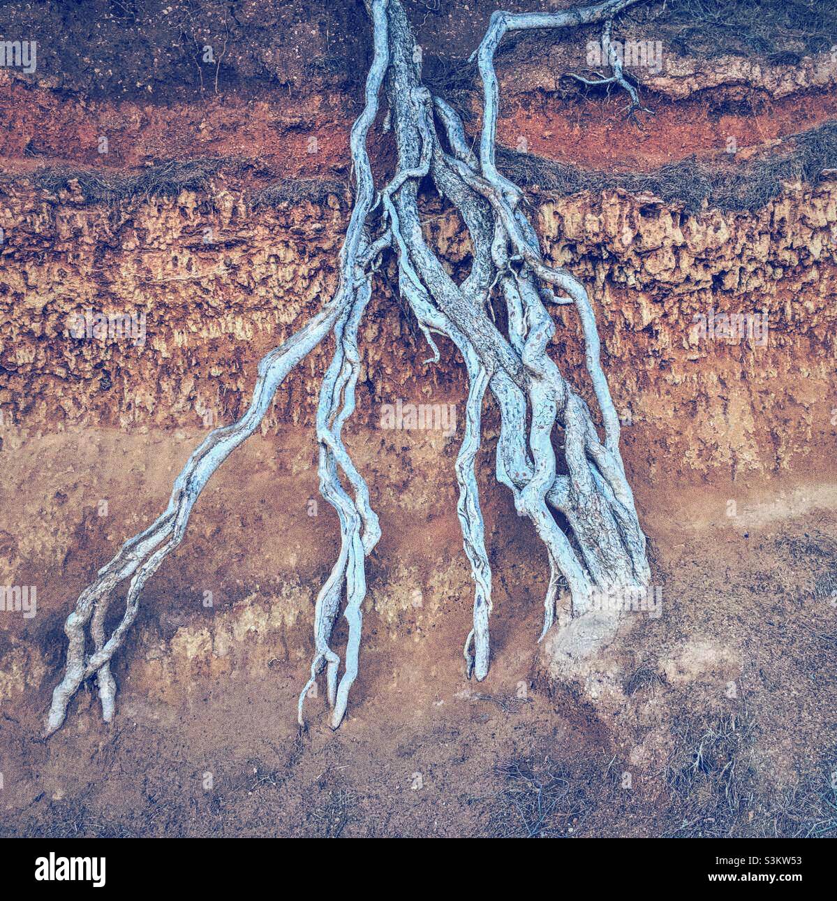 Tree with long roots hi-res stock photography and images - Alamy
