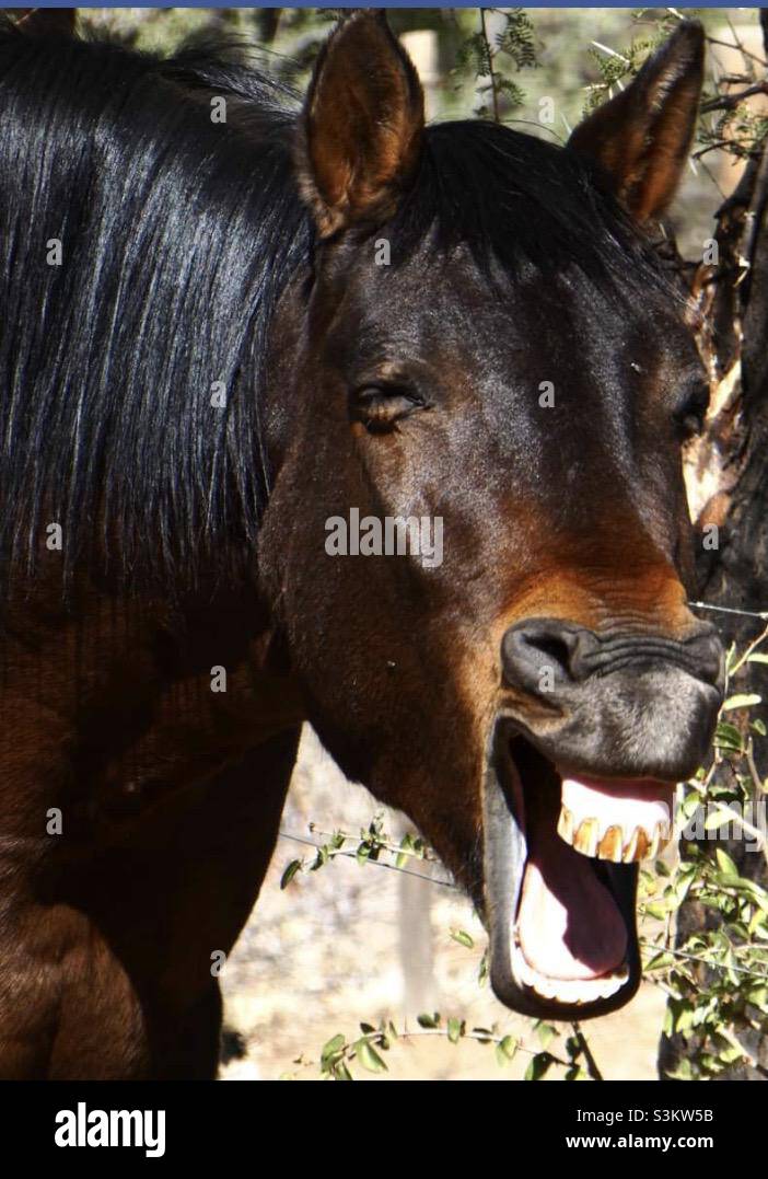Laughing horse funny hi-res stock photography and images - Alamy